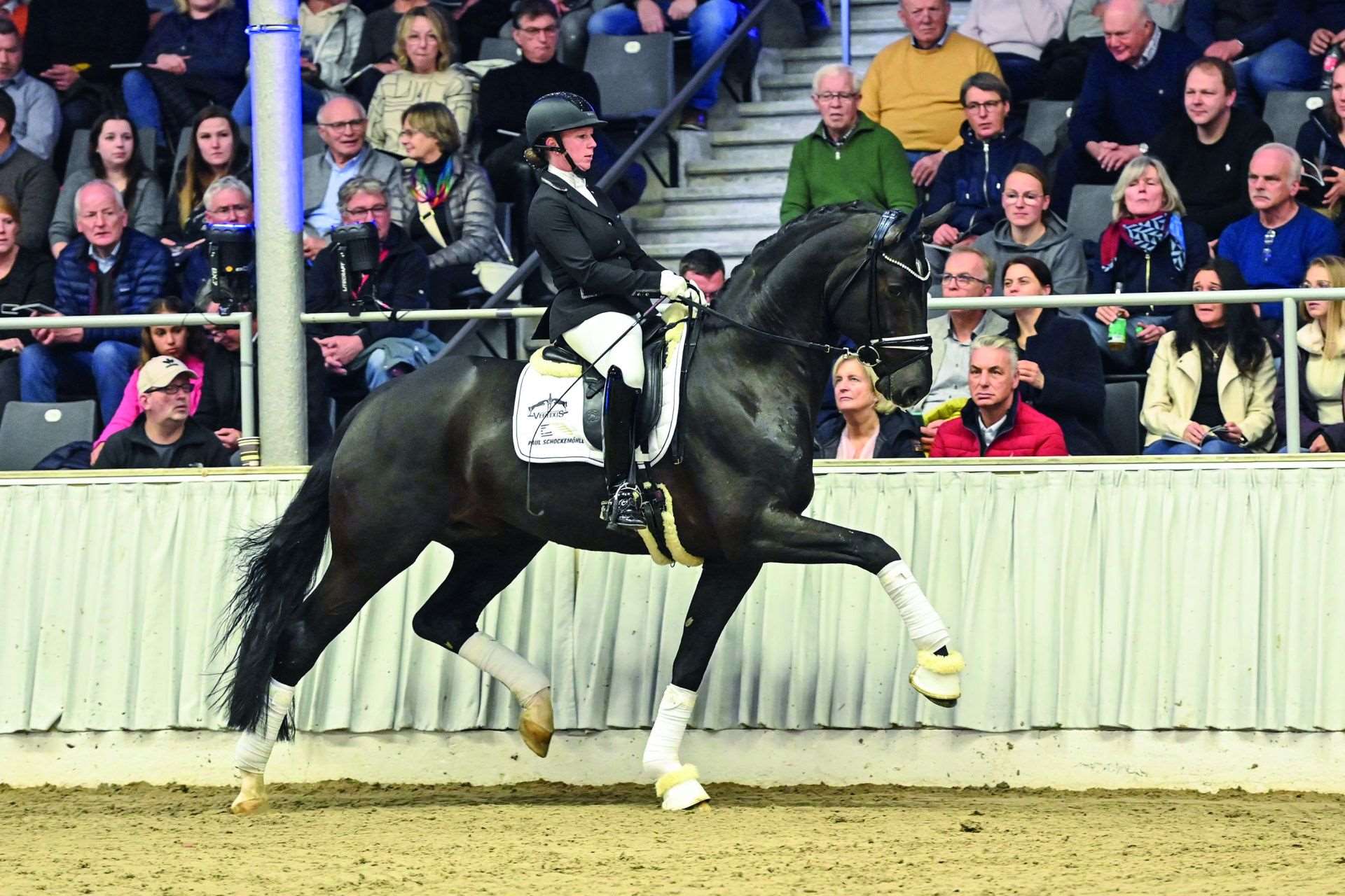 Expectation PS Stallion