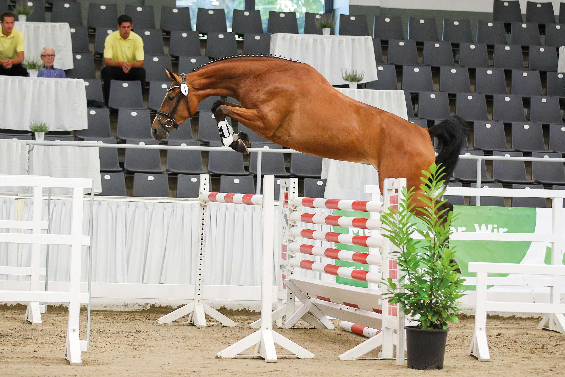 Chacoon Blue Stallion