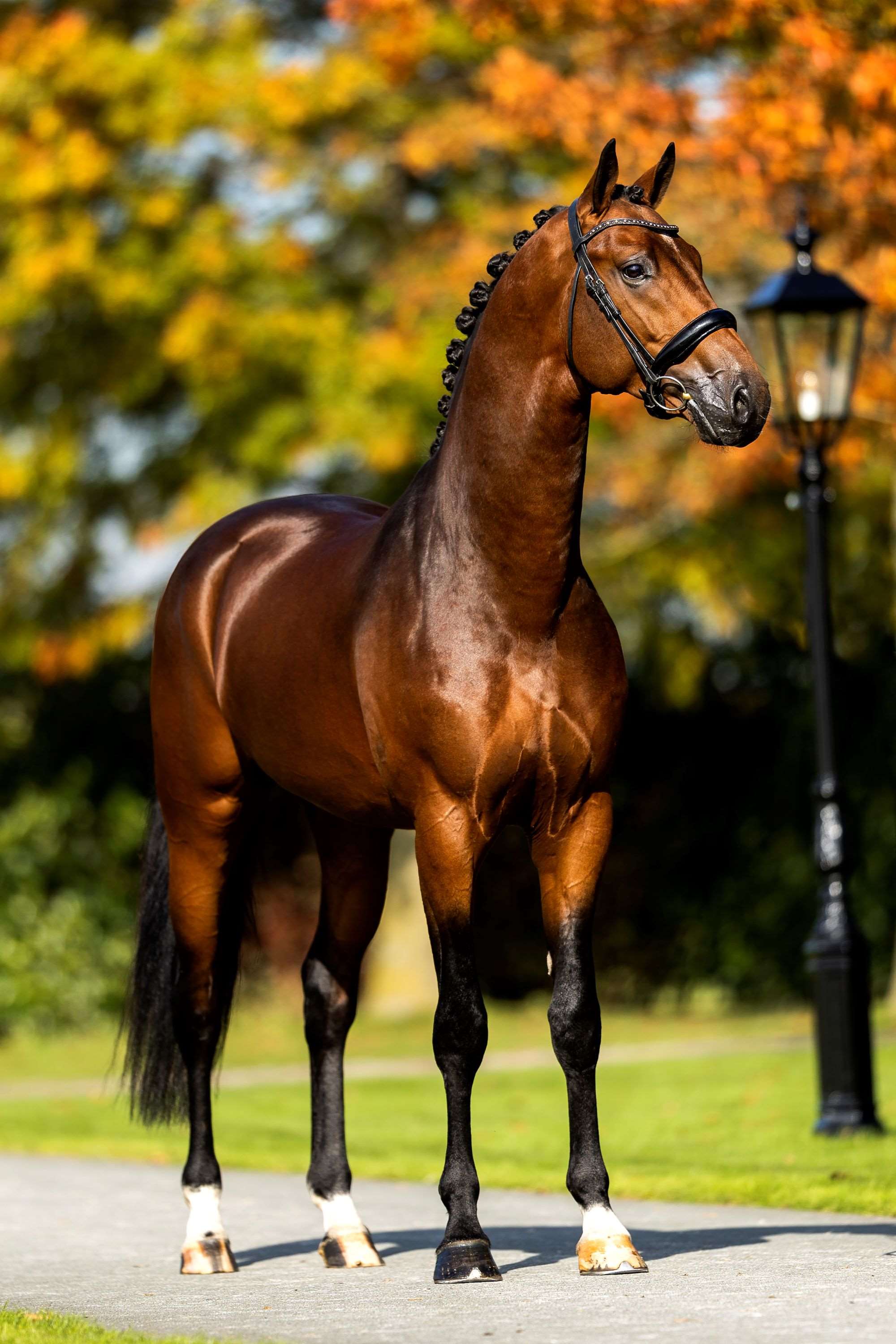 O'Toto Van De Wimphof Stallion