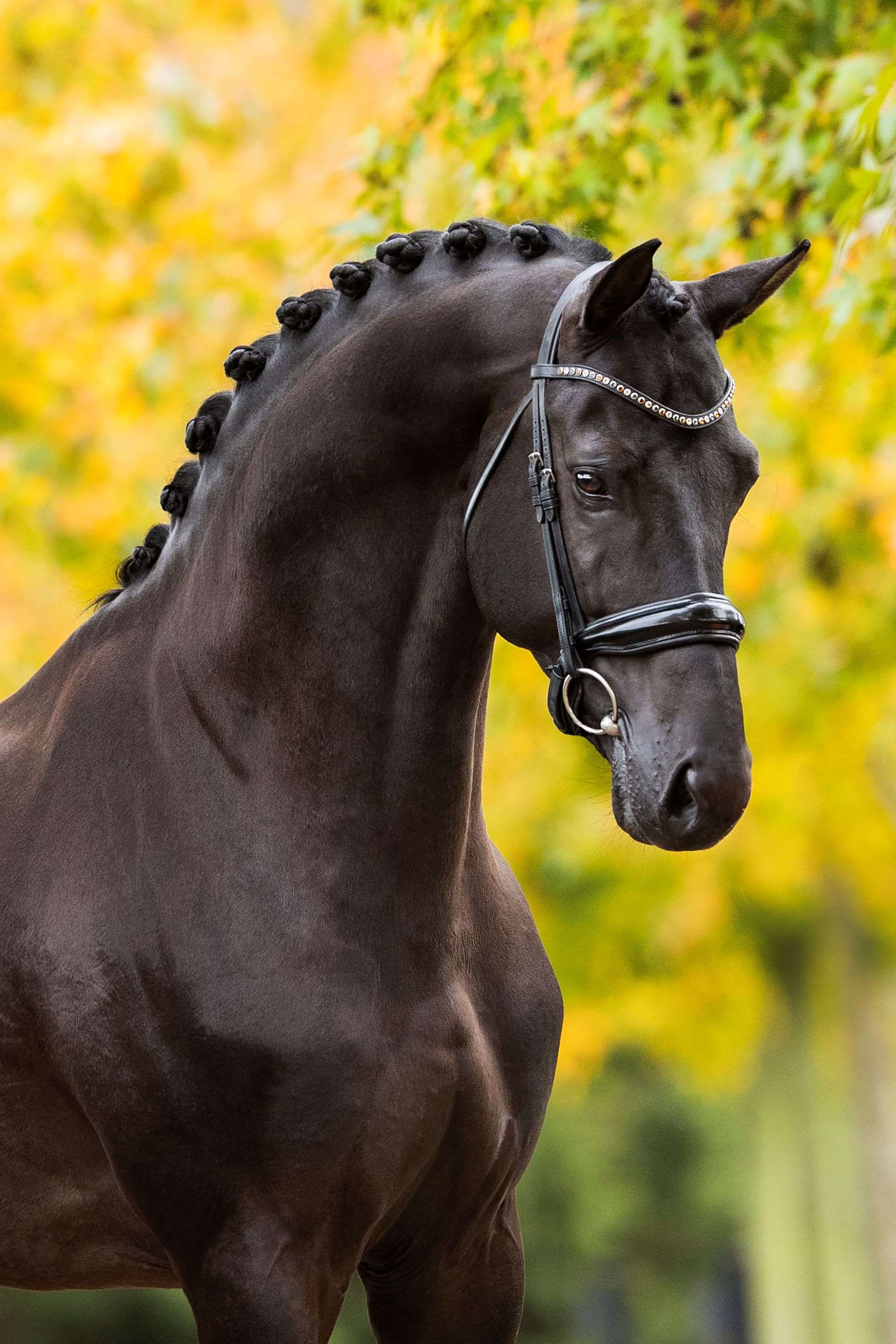 One Million Stallion