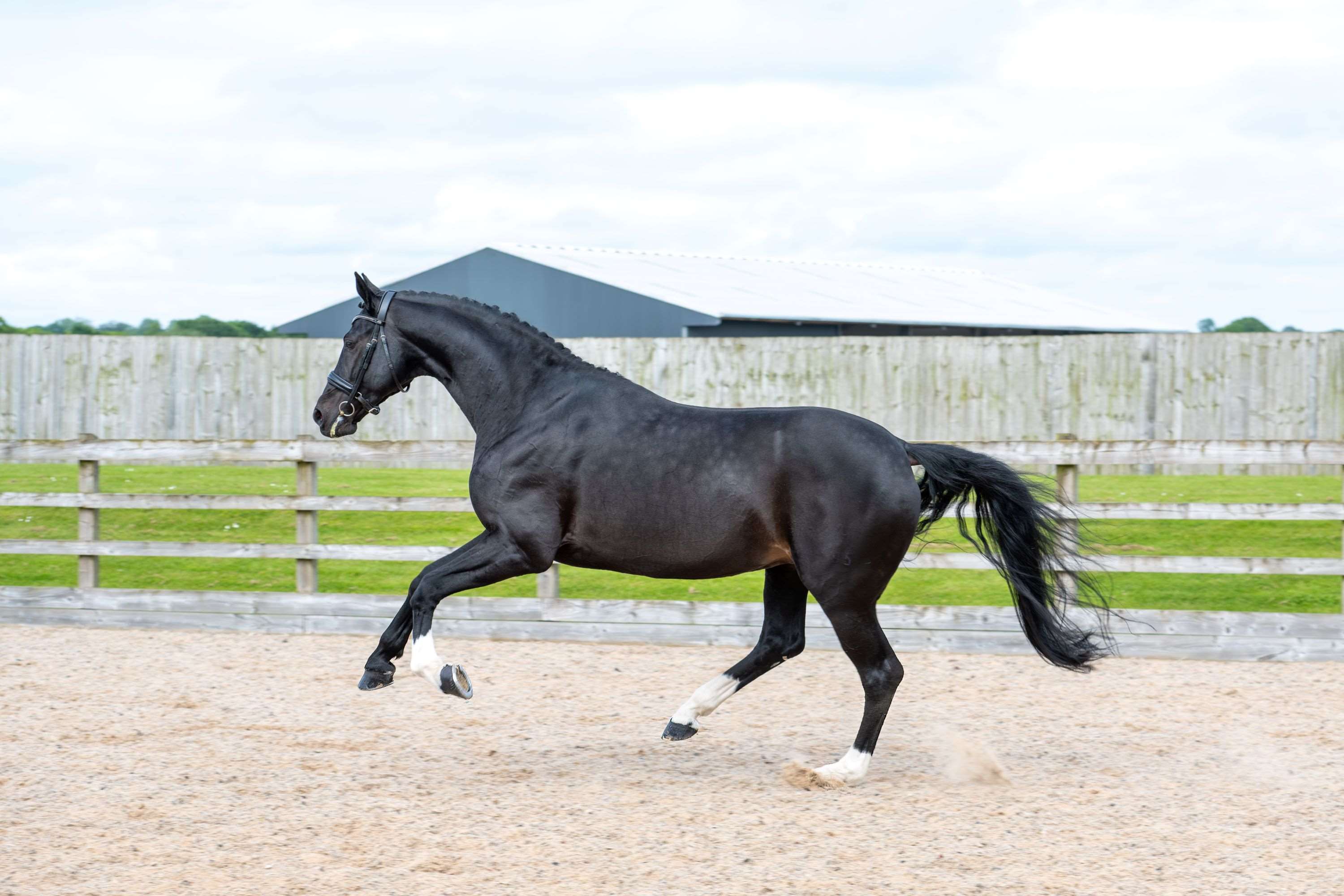 Bulgari Dream Stallion