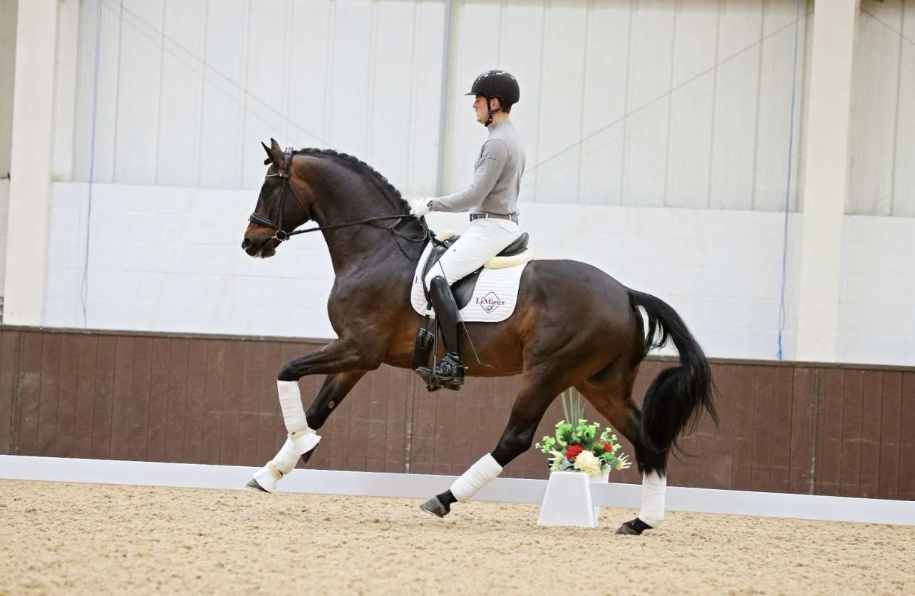 Lord Gregory Stallion