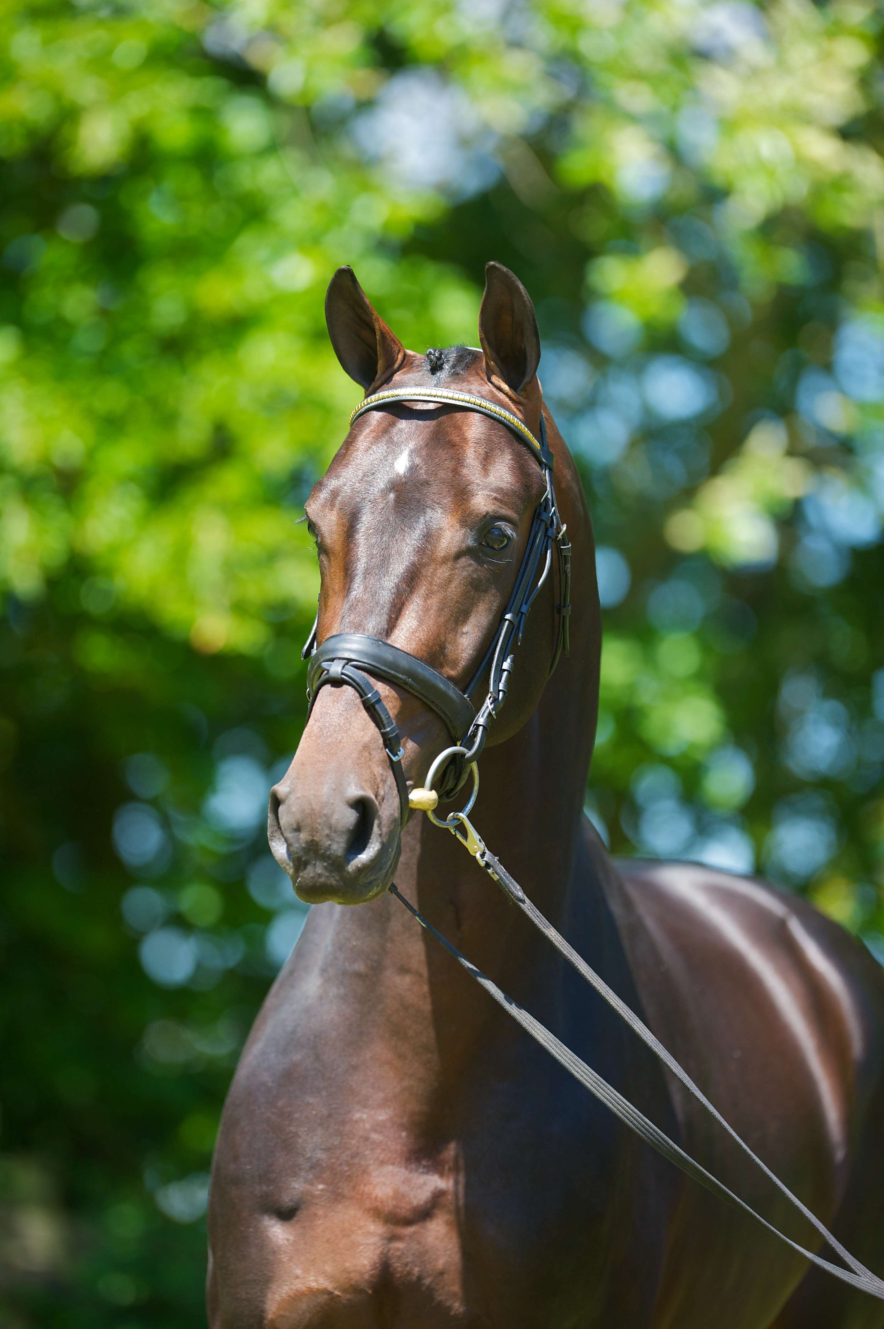 Chippendale Stallion
