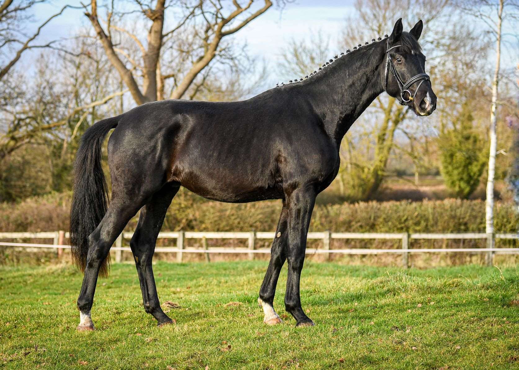 Woodlander Sequoia Stallion