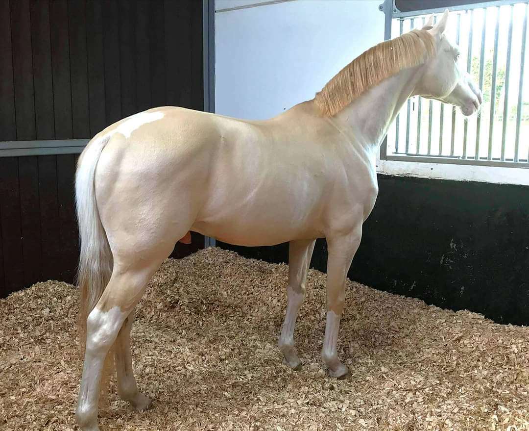 Multicouture Stallion