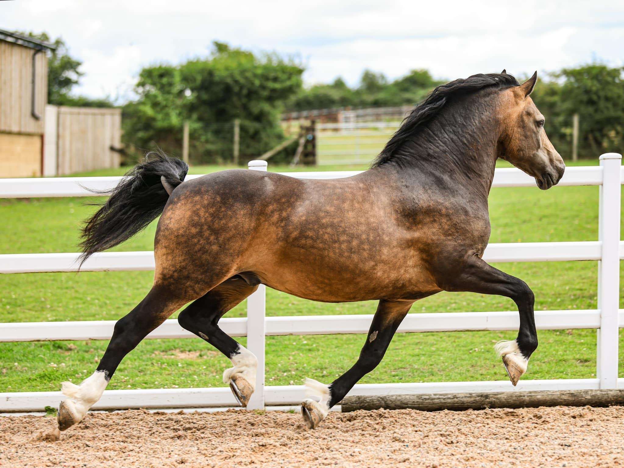 biography broughton flying rocket is a young promising stallion with an ...