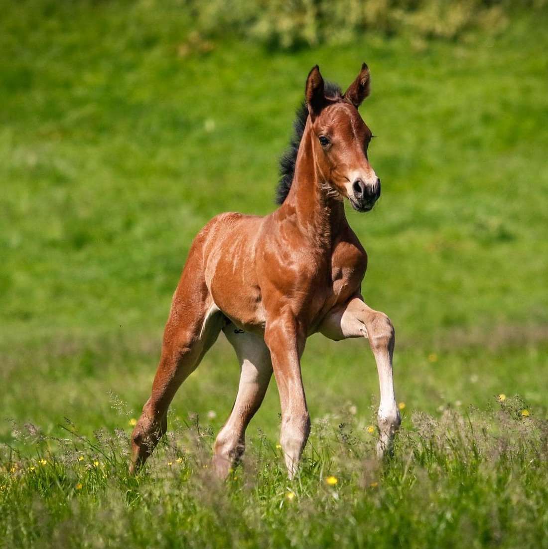 Nouma D'Auzay Stallion
