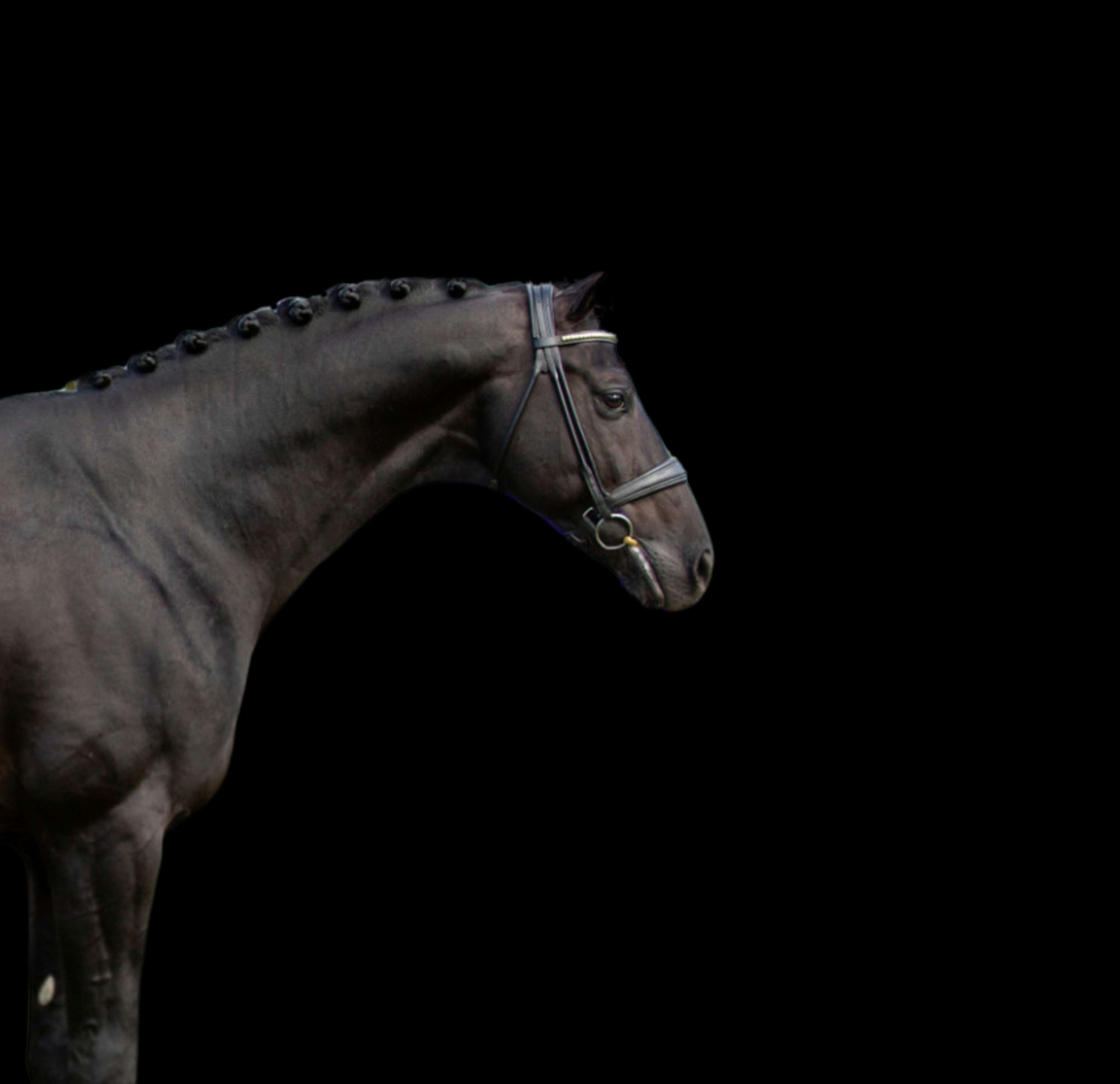 Van Vivaldi Stallion