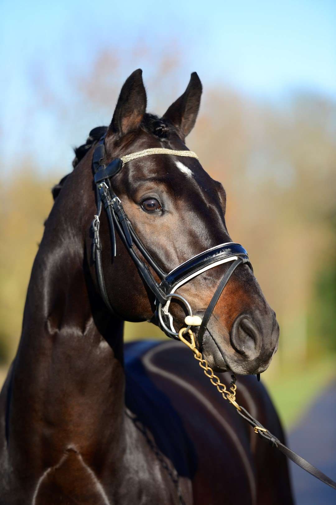 Cyden Cadans M Stallion