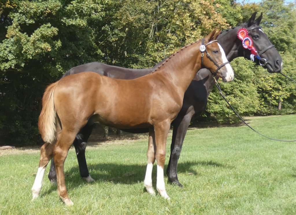 Carthago Chicago Stallion