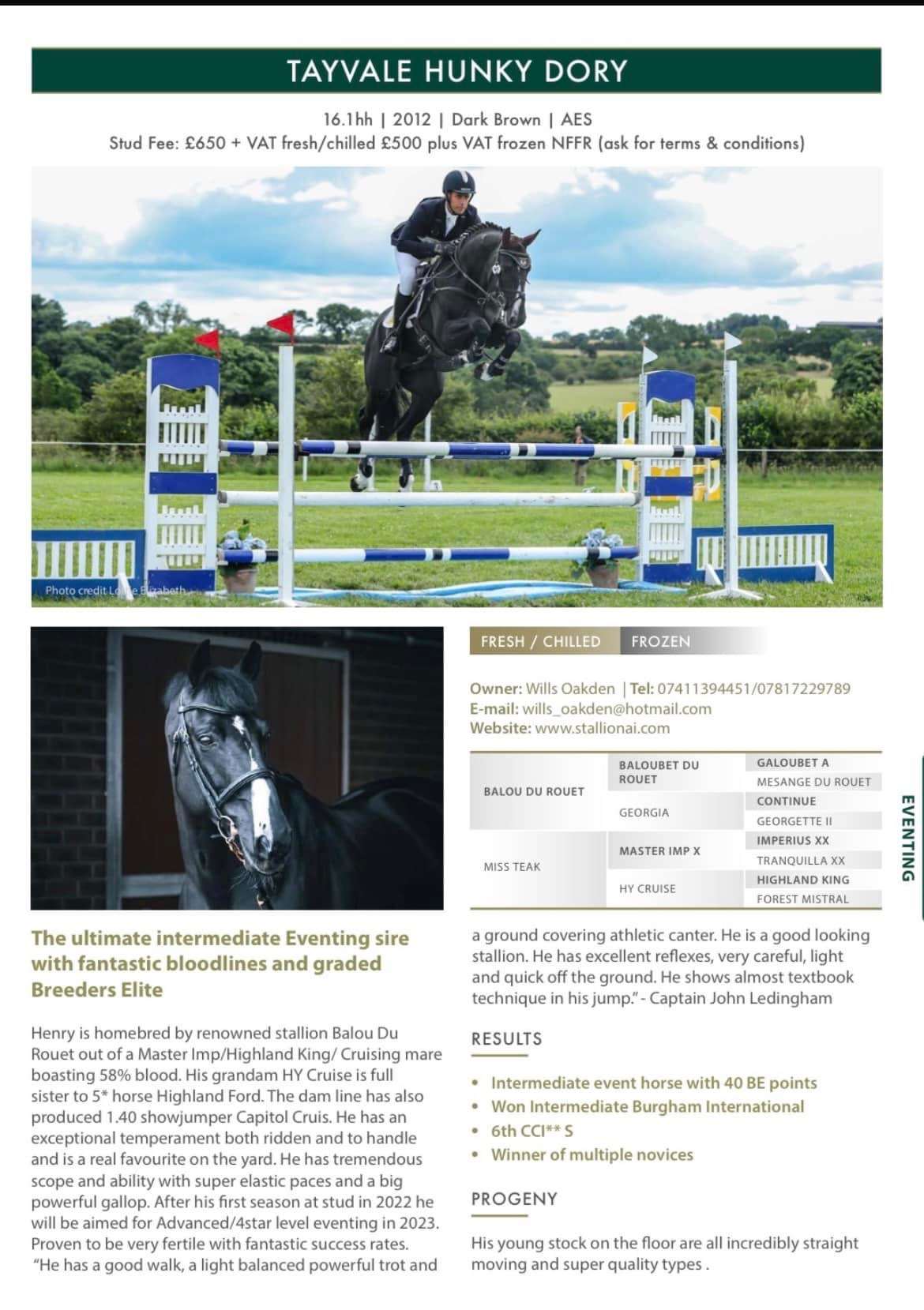 Tayvale Hunky-Dory - Stallion AI Services - Wills Oakden