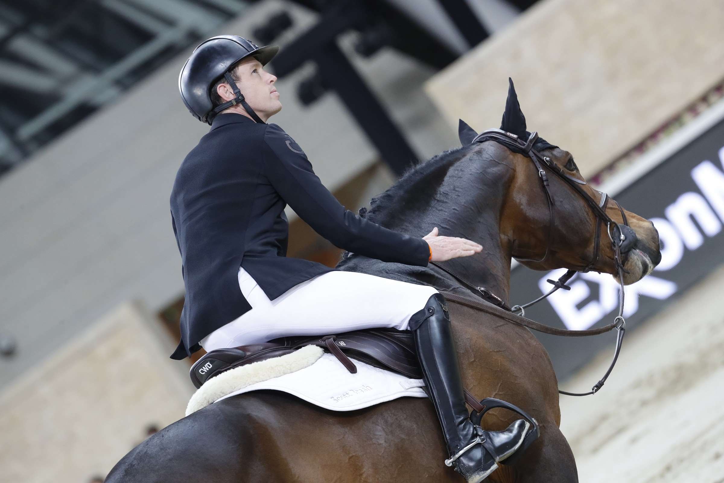 Hello Vincent Stallion