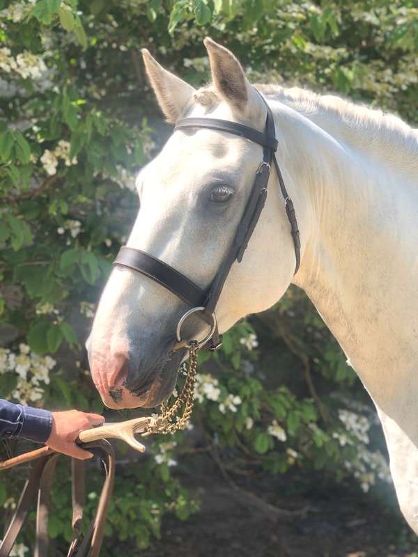 Silver Wind Twister Stallion