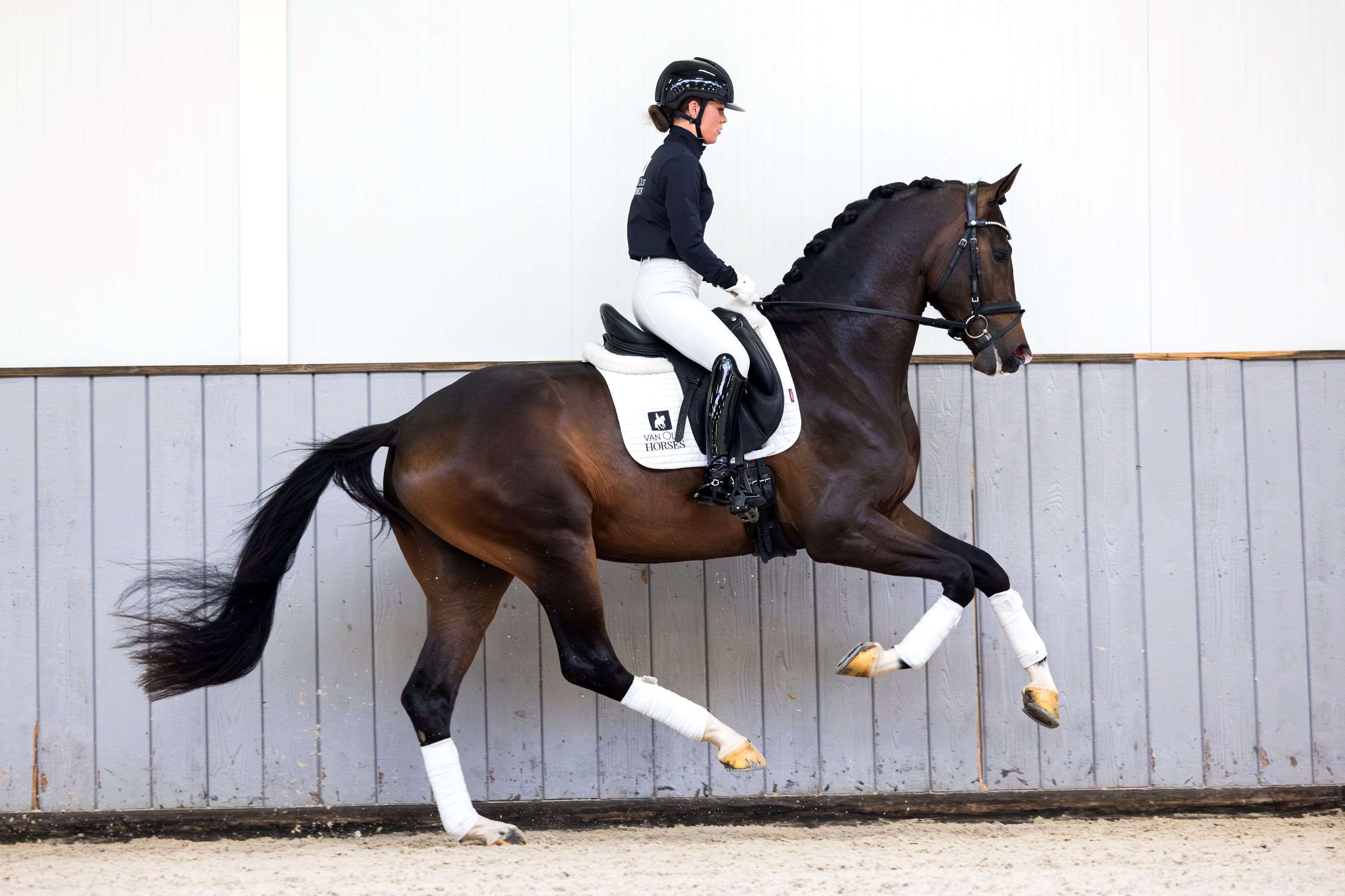 Real Dream Stallion