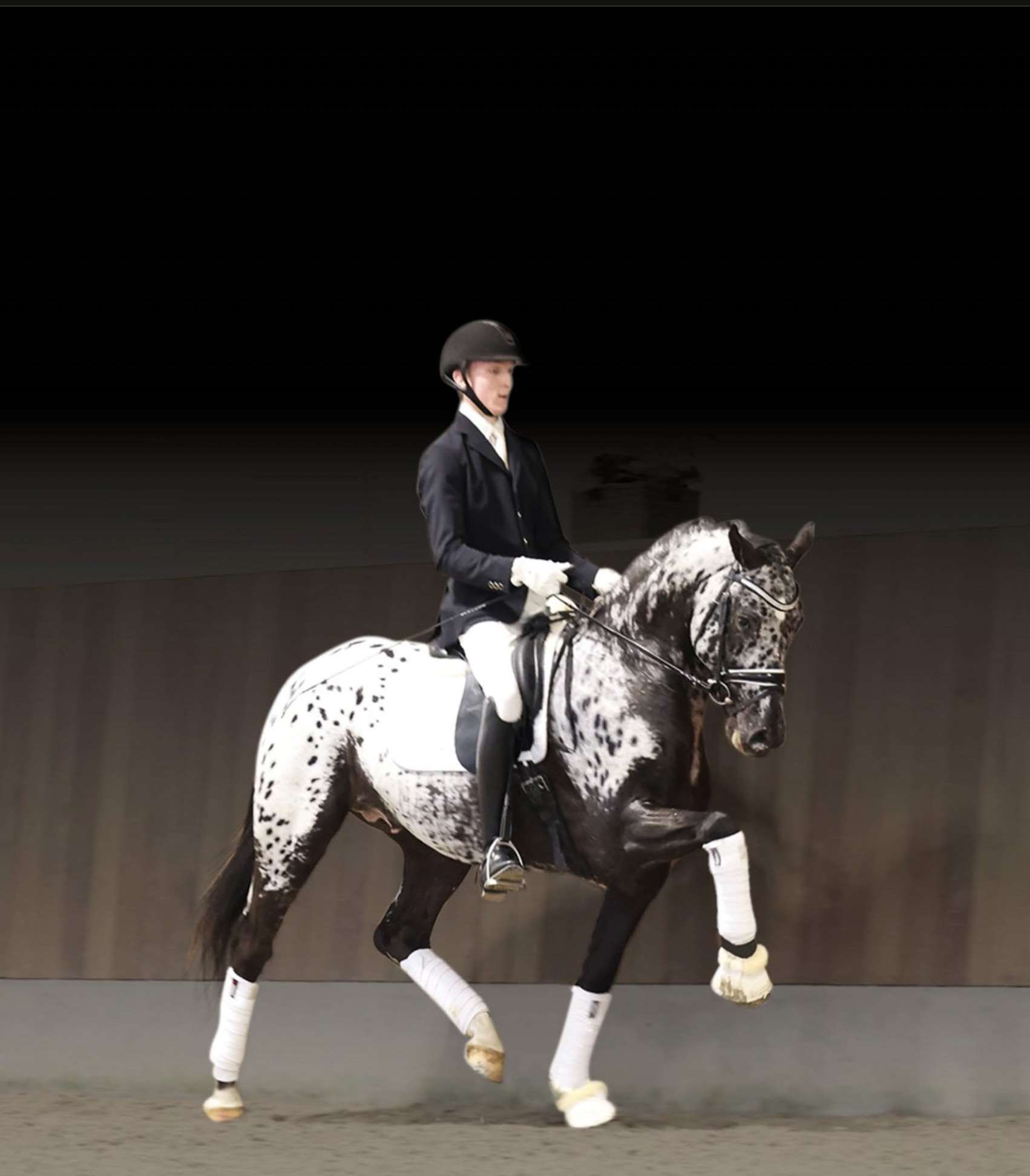 Spotilas Boesgaard Stallion