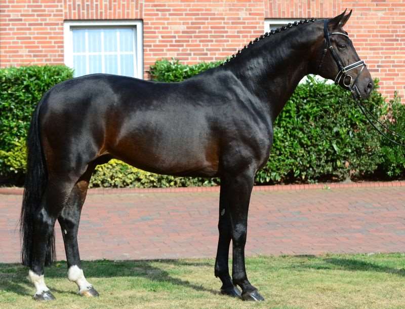 Fürst Romancier Stallion