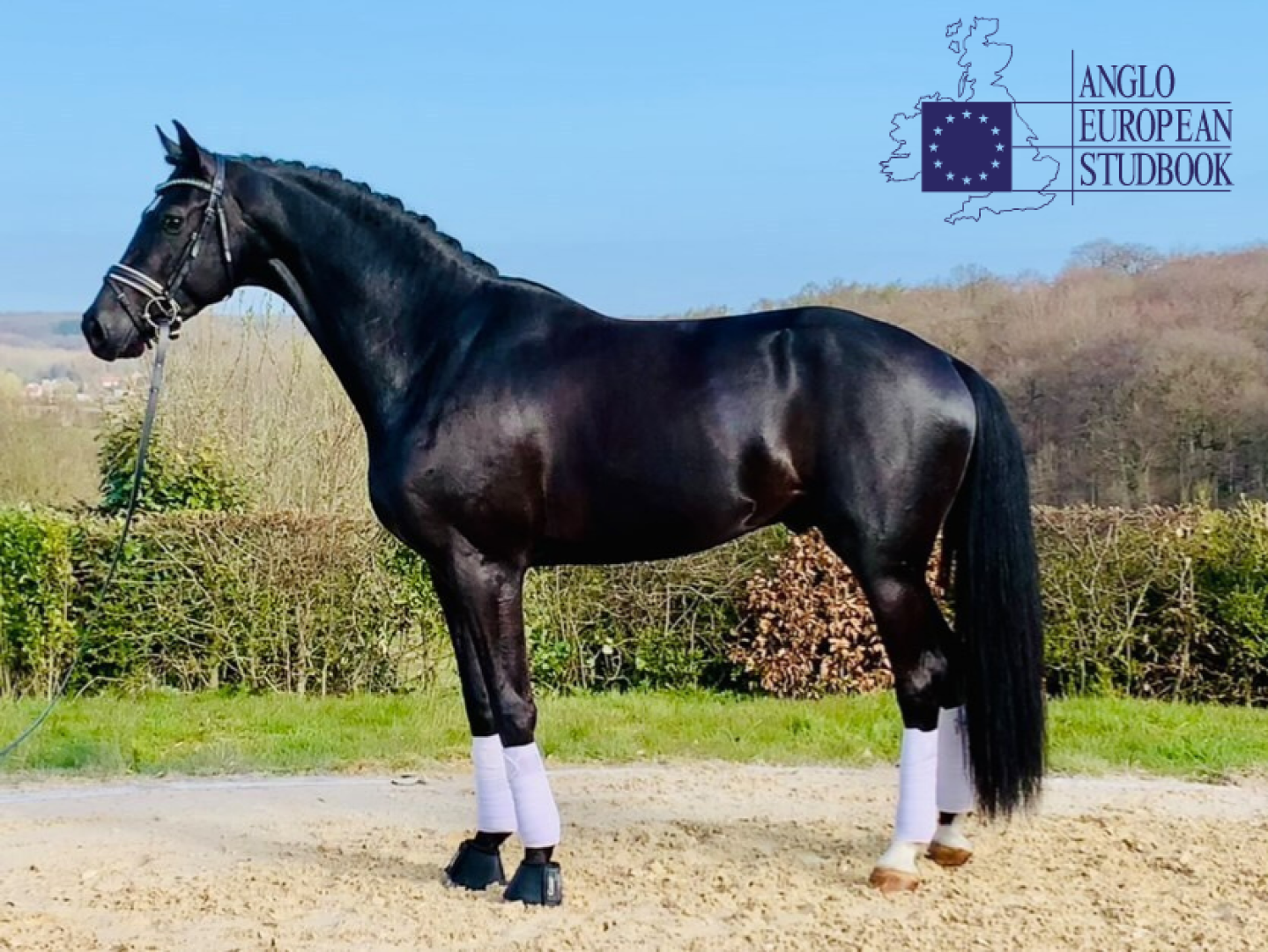 Zonik Plus Stallion
