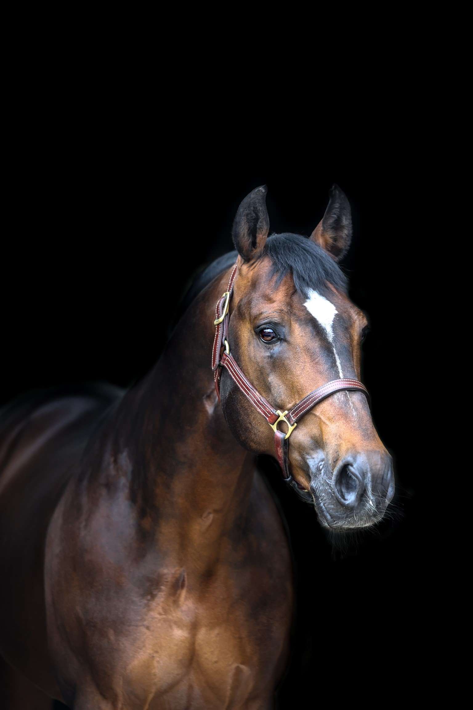 Hello Vincent Stallion