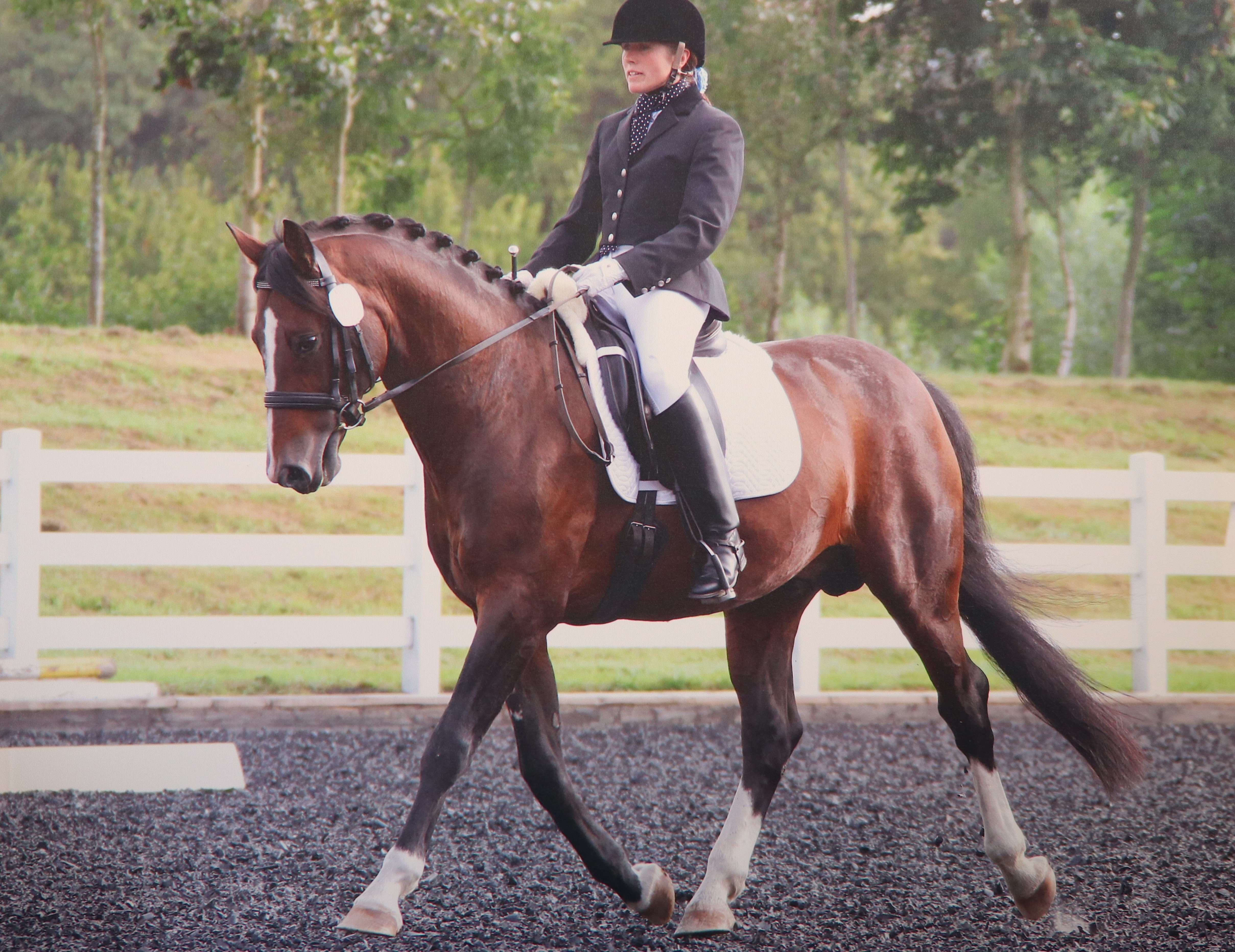 Diamond Edge Stallion