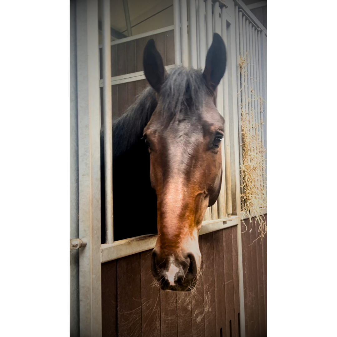 Cooperland Stallion