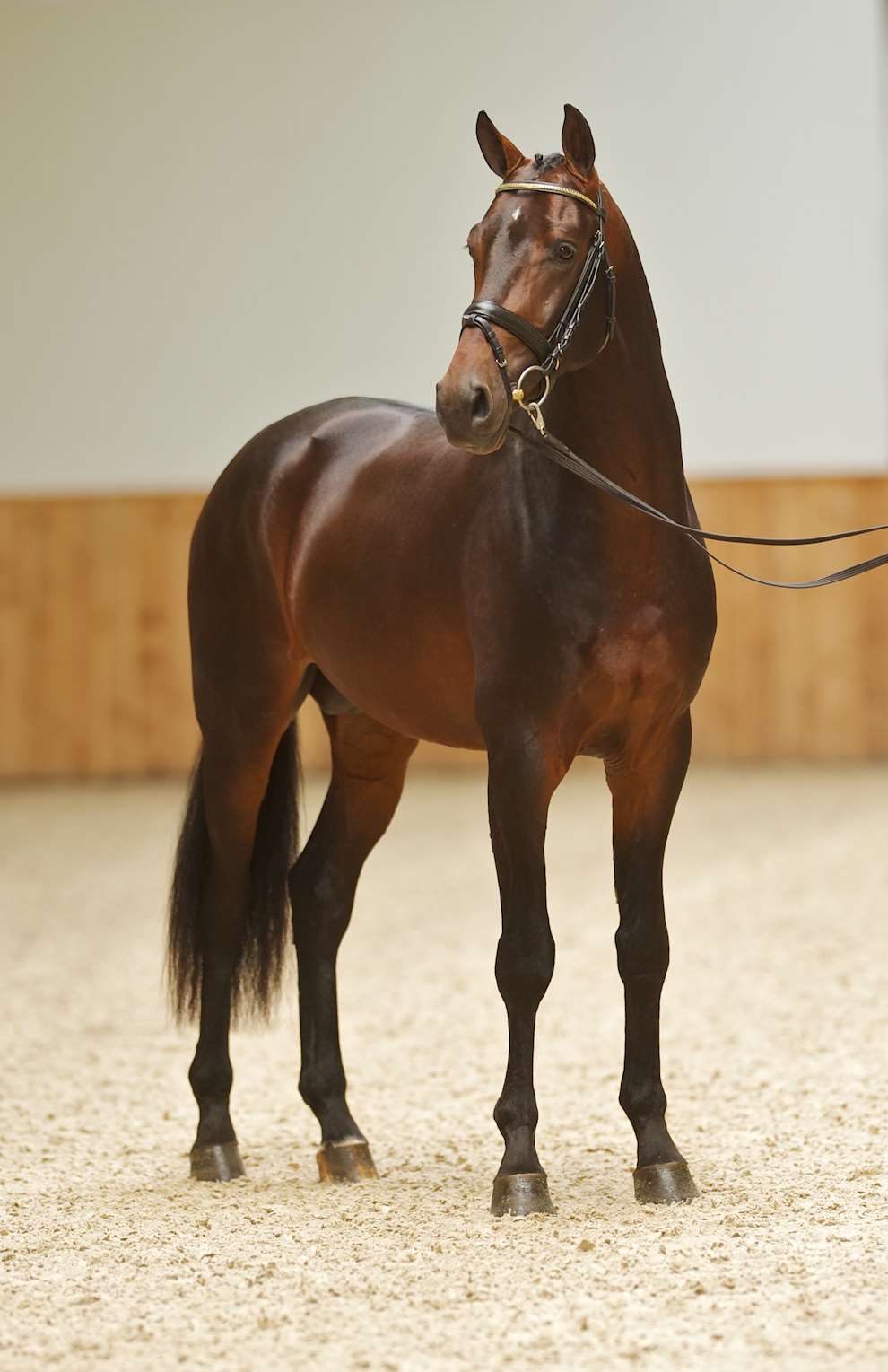 Chippendale Stallion