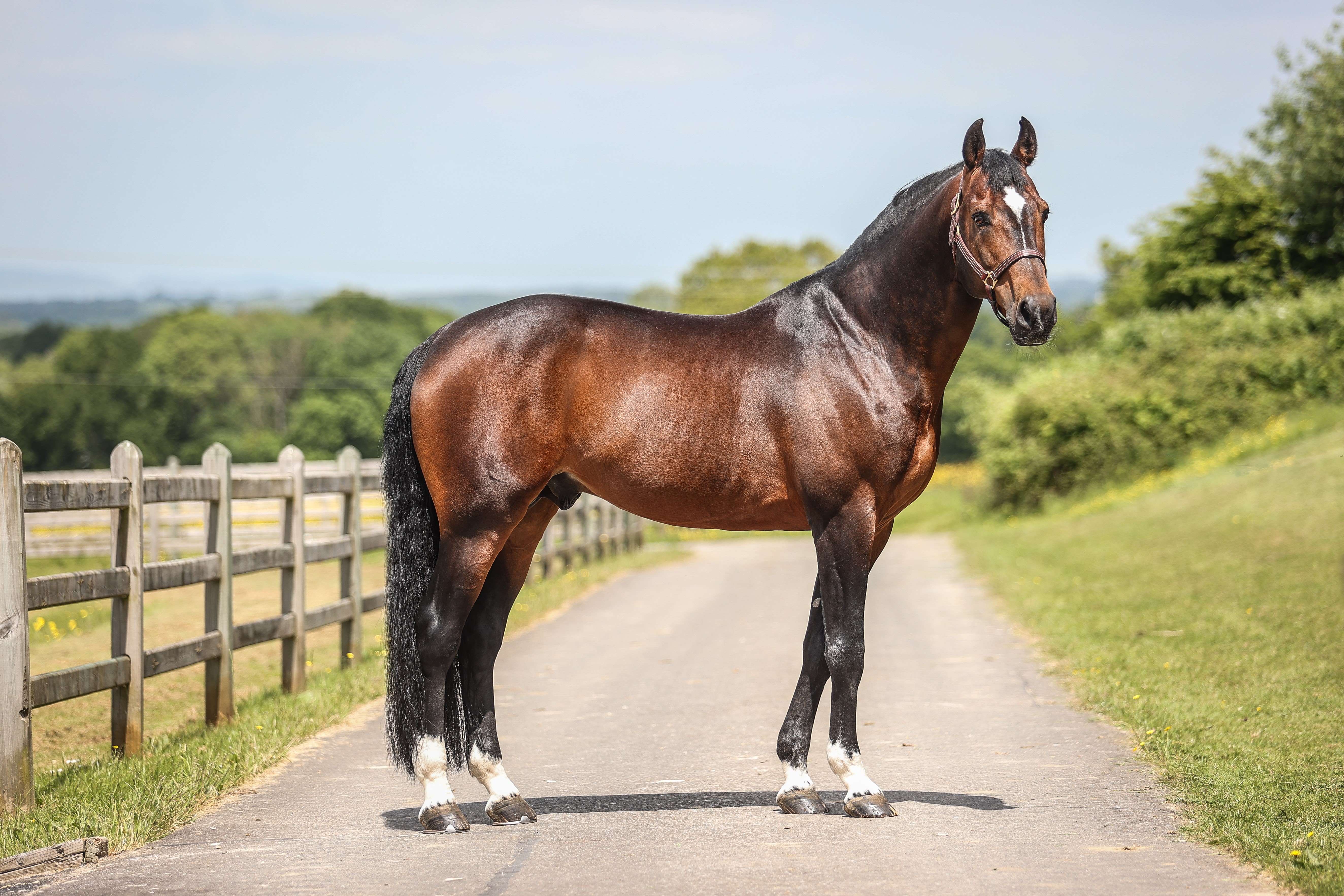 Hello Vincent Stallion