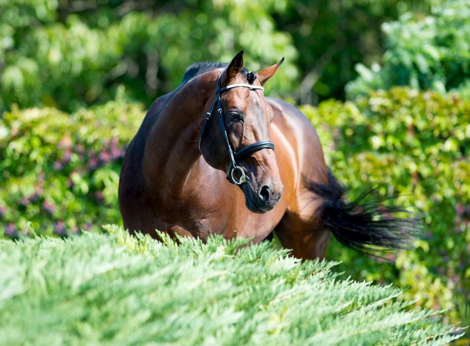 Chacco Blue II Stallion