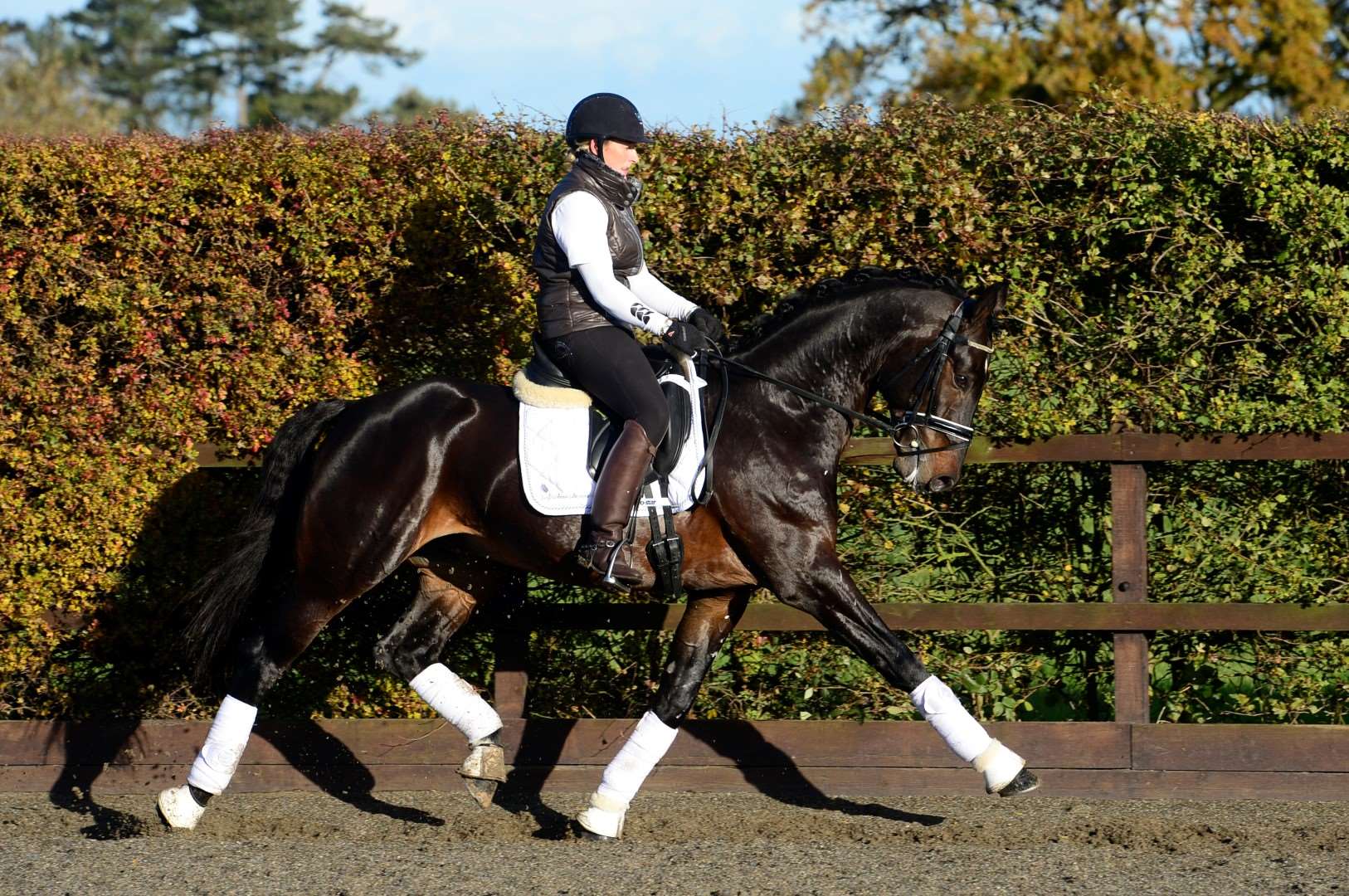 Cyden Cadans M Stallion