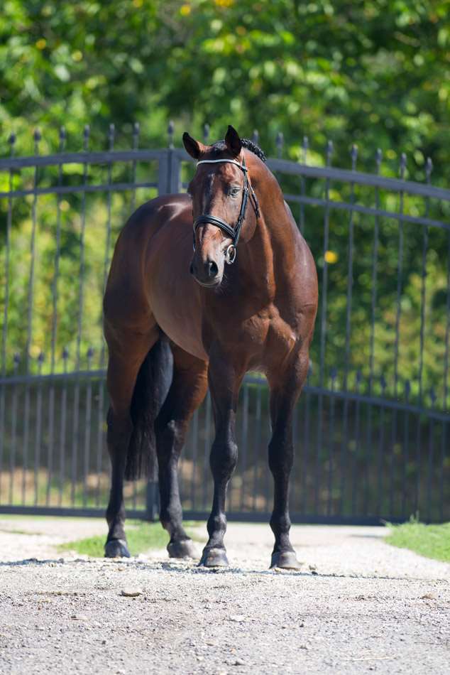 Chacco Blue II Stallion