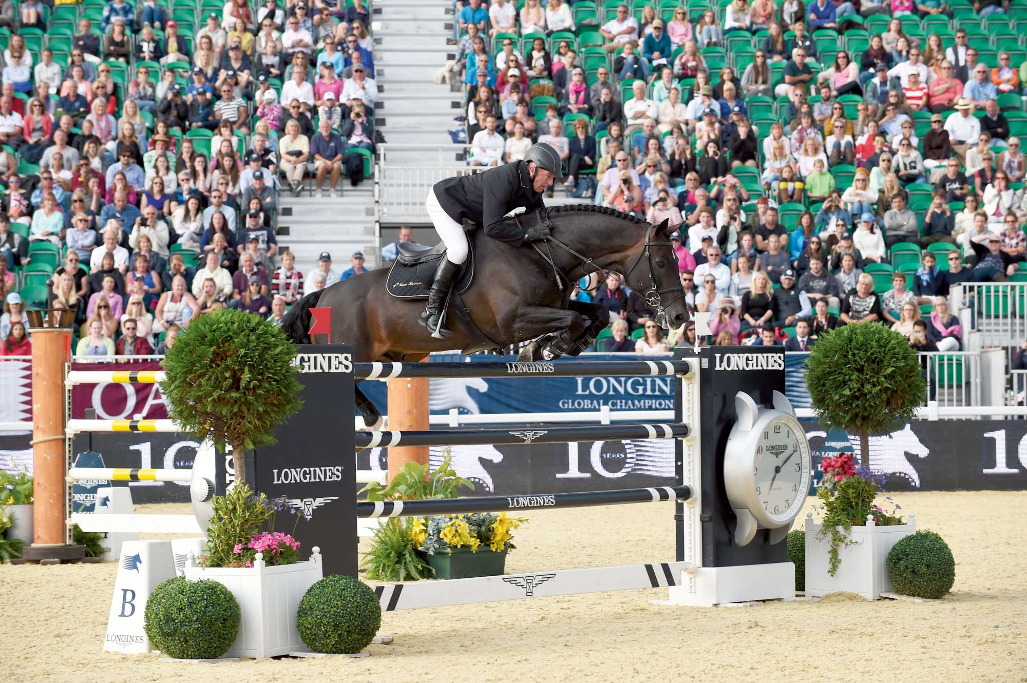 Argento Stallion