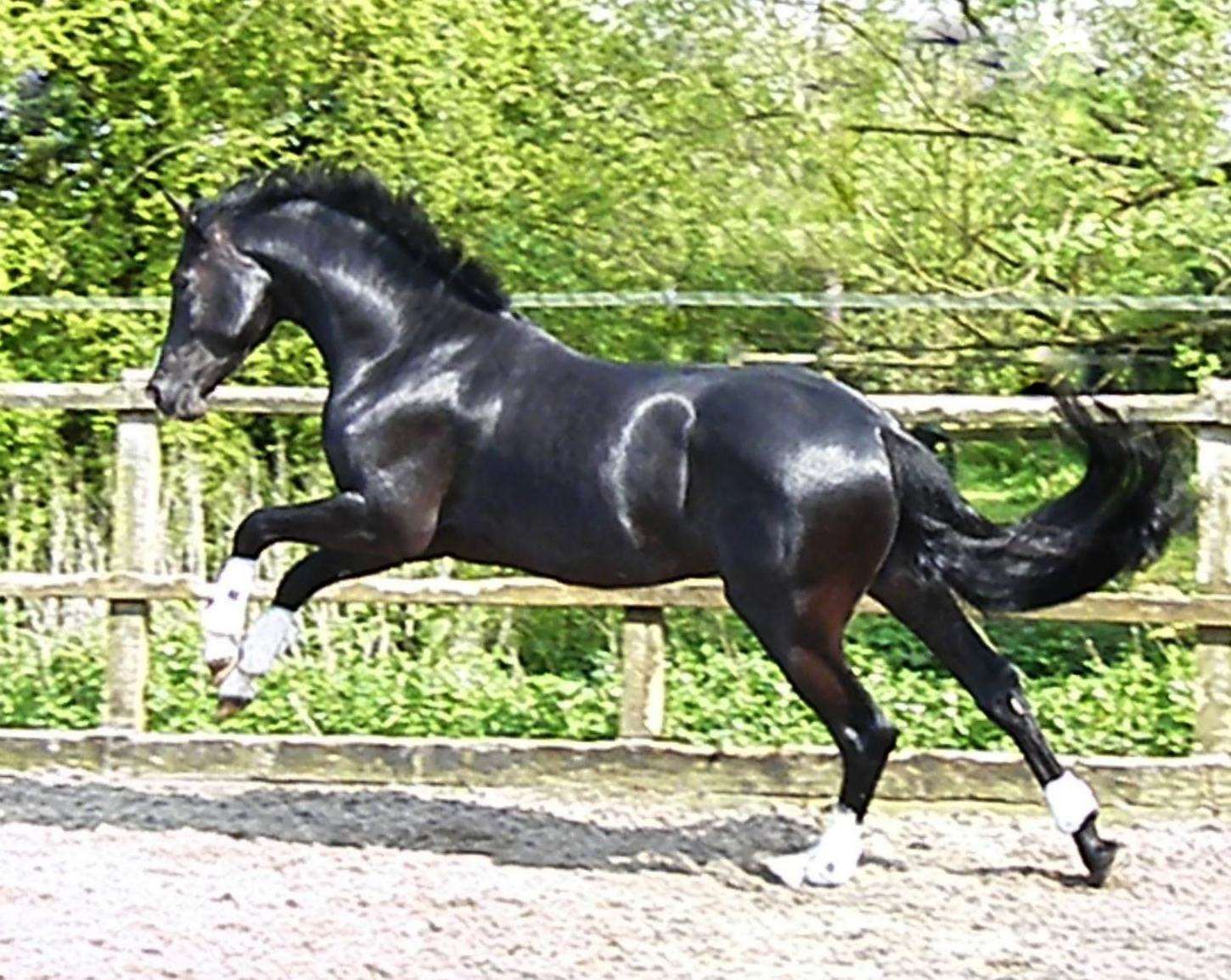 Carthago Chicago Stallion