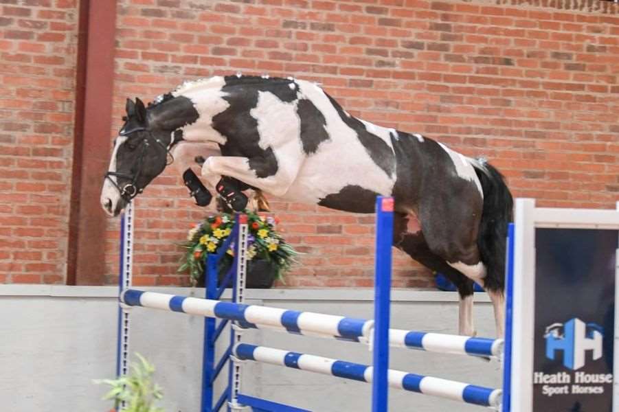 High Offley The Colour Of Money Stallion