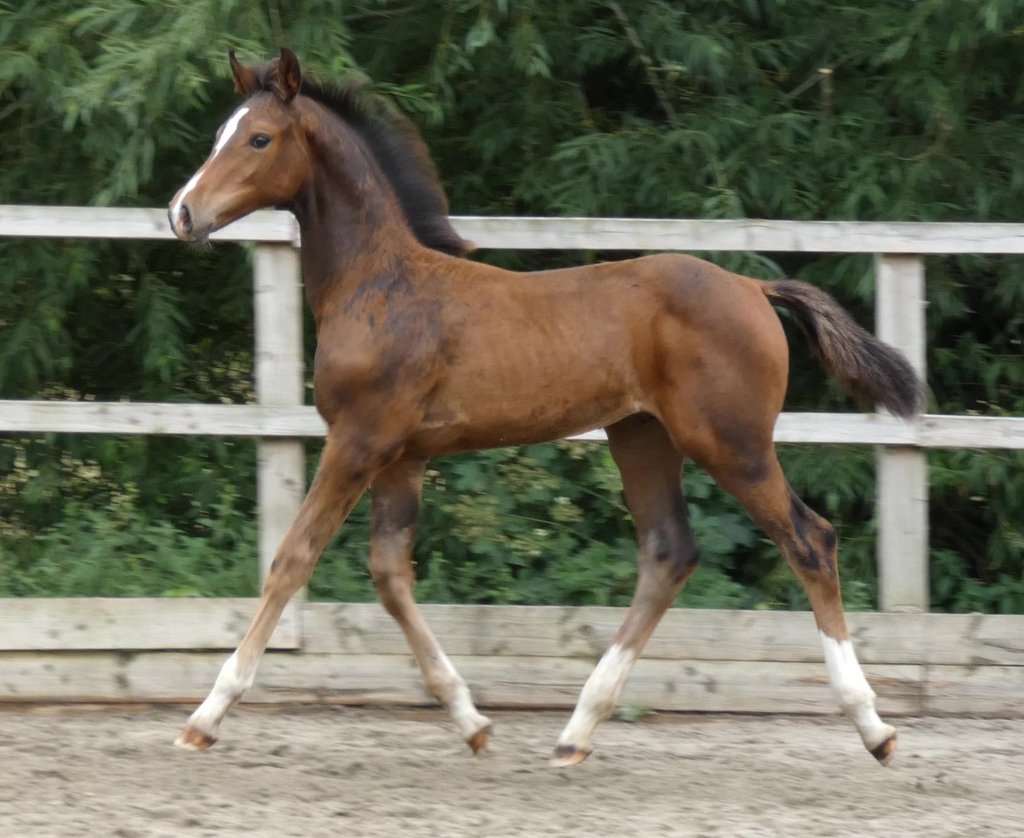 Carthago Chicago Stallion